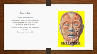Musculos faciales | PPTX
