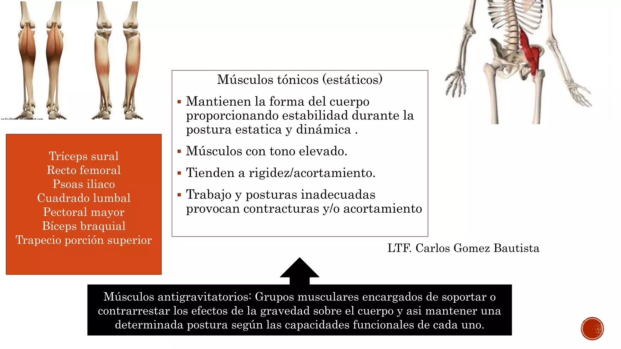 Musculos fasicos y tonicos | PPTX