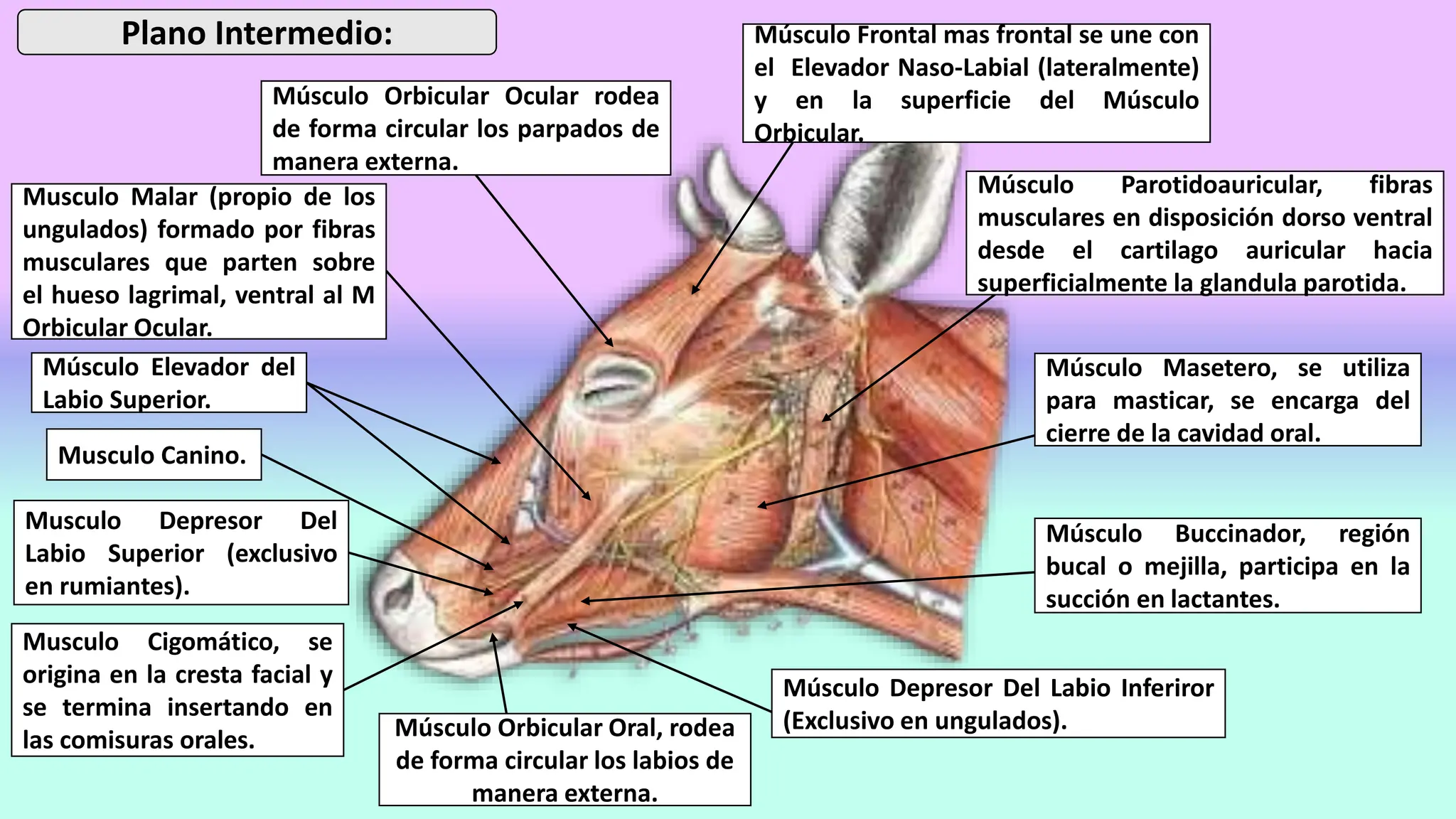 Musculo de la cabeza del bovino y sus funciones.pptx