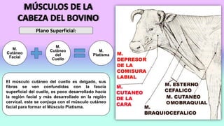 Musculo de la cabeza del bovino y sus funciones.pptx