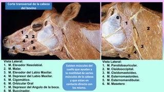 Musculo de la cabeza del bovino y sus funciones.pptx