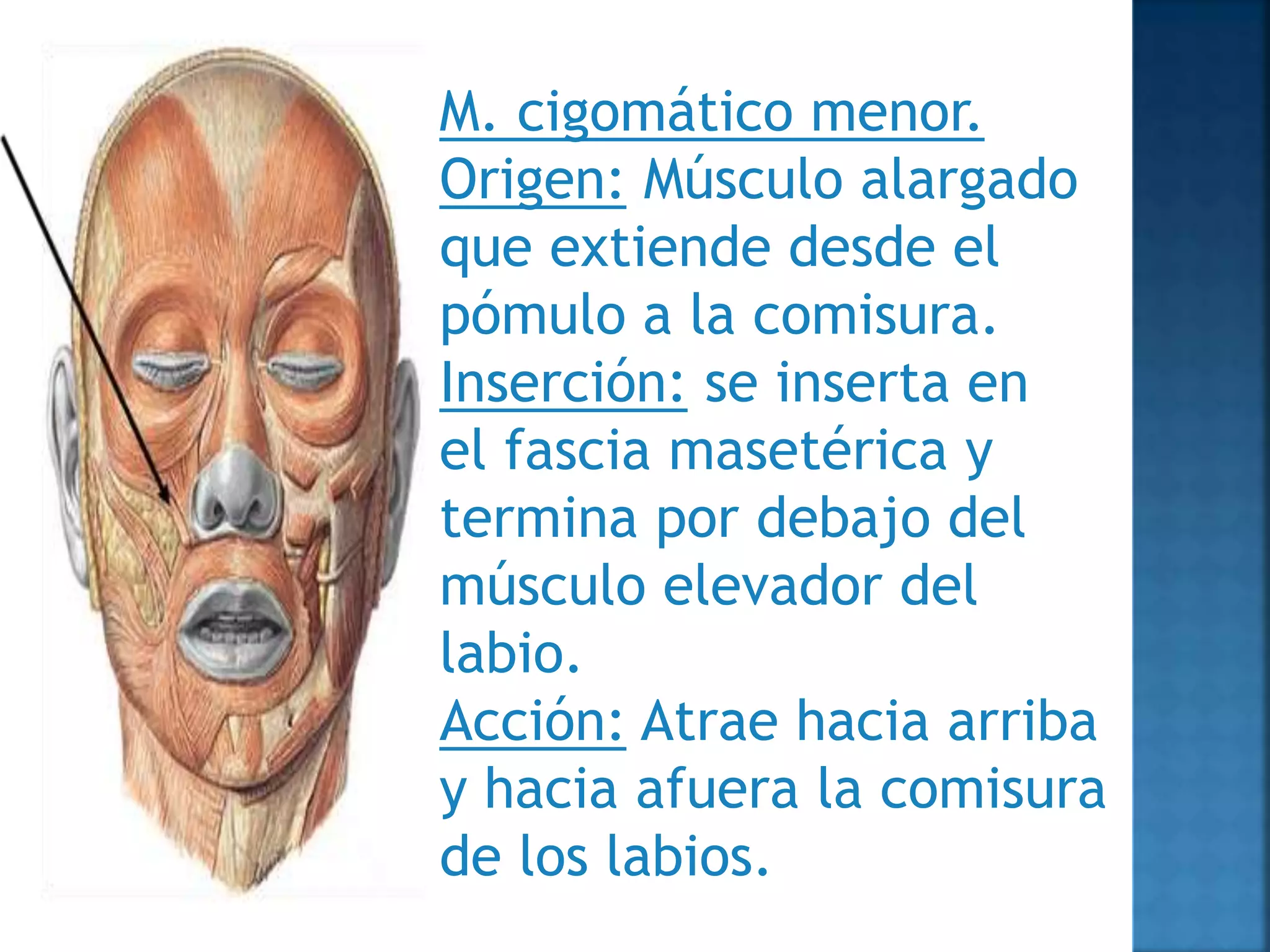 Musculos de la cara y cuello: anatomia | PPTX