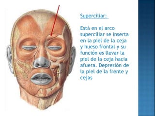 Musculos de la cara y cuello: anatomia | PPTX