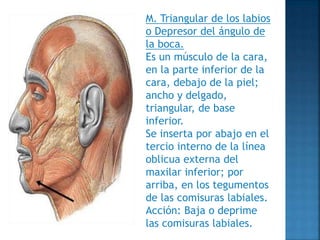 Musculos de la cara y cuello: anatomia | PPTX