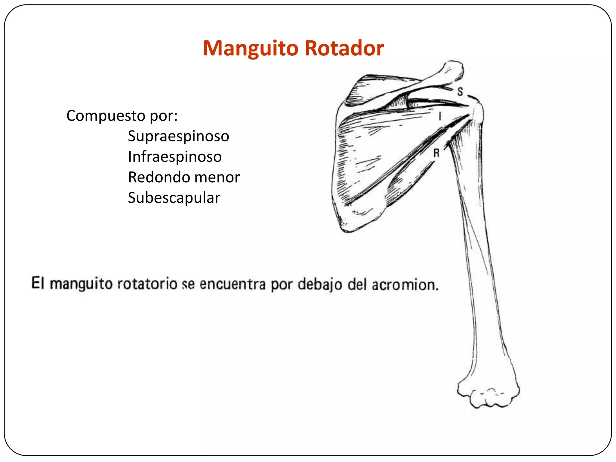 Musculos hombro | PPT