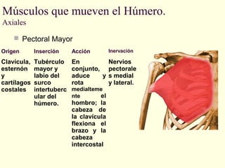 Musculos ii parte | PPT