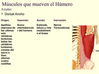 Musculos ii parte | PPT