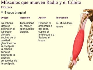 Musculos ii parte | PPT