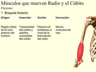Musculos ii parte | PPT