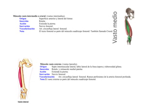 Músculos inf.pdf