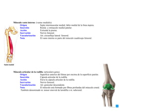 Músculos inf.pdf