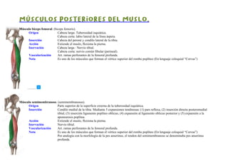 Músculos inf.pdf