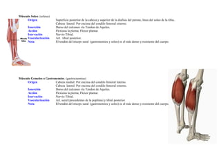 Músculos inf.pdf