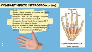 MÚSCULOS INTRINSECOS Y EXTRINSECOS DE LA MANO.pdf