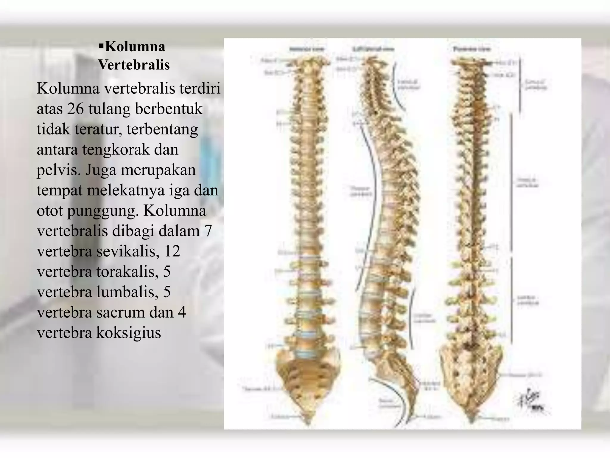 Musculoskeletal - sistem gerak tulang sendi dan otot | PPTX