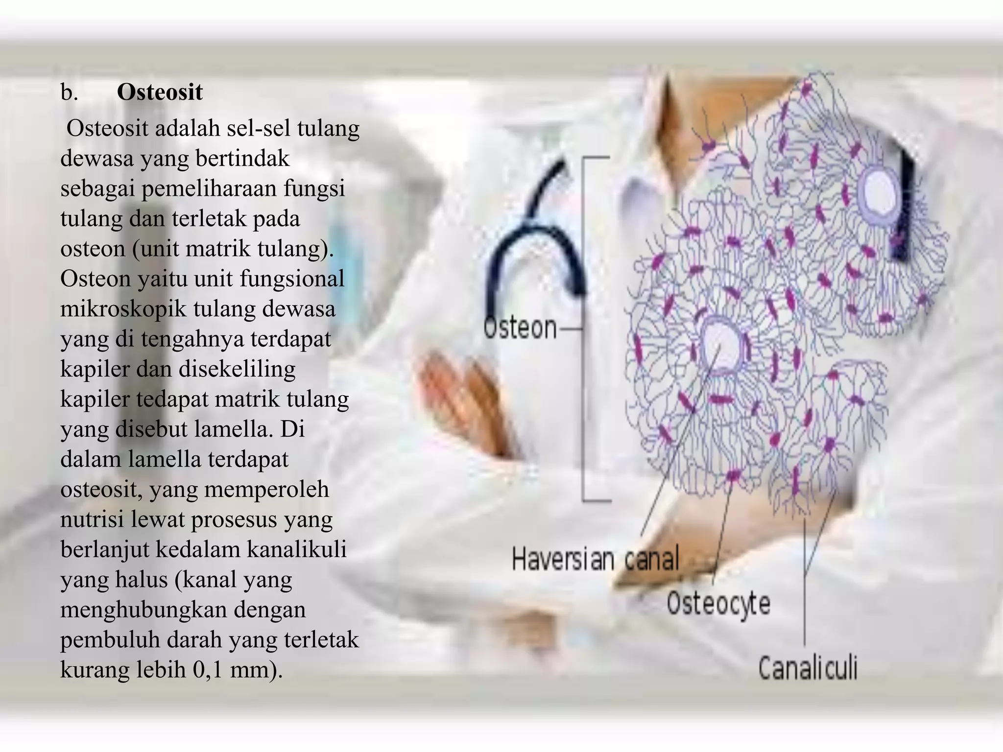 Musculoskeletal - sistem gerak tulang sendi dan otot | PPTX