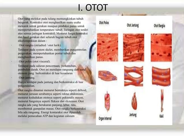 Musculoskeletal - sistem gerak tulang sendi dan otot | PPTX