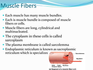 MUSCULOSKELETAL.pptx