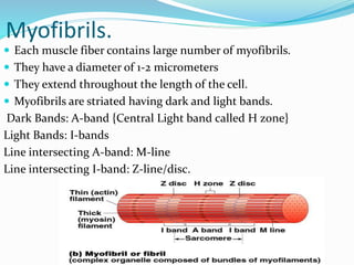 MUSCULOSKELETAL.pptx
