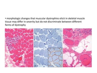 musculoskeletal.pptx