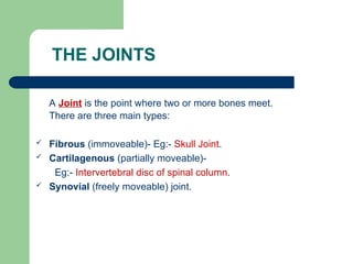 musculoskeletal-system-1000206665862676641-3.ppt