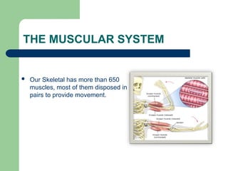 musculoskeletal-system-1000206665862676641-3.ppt