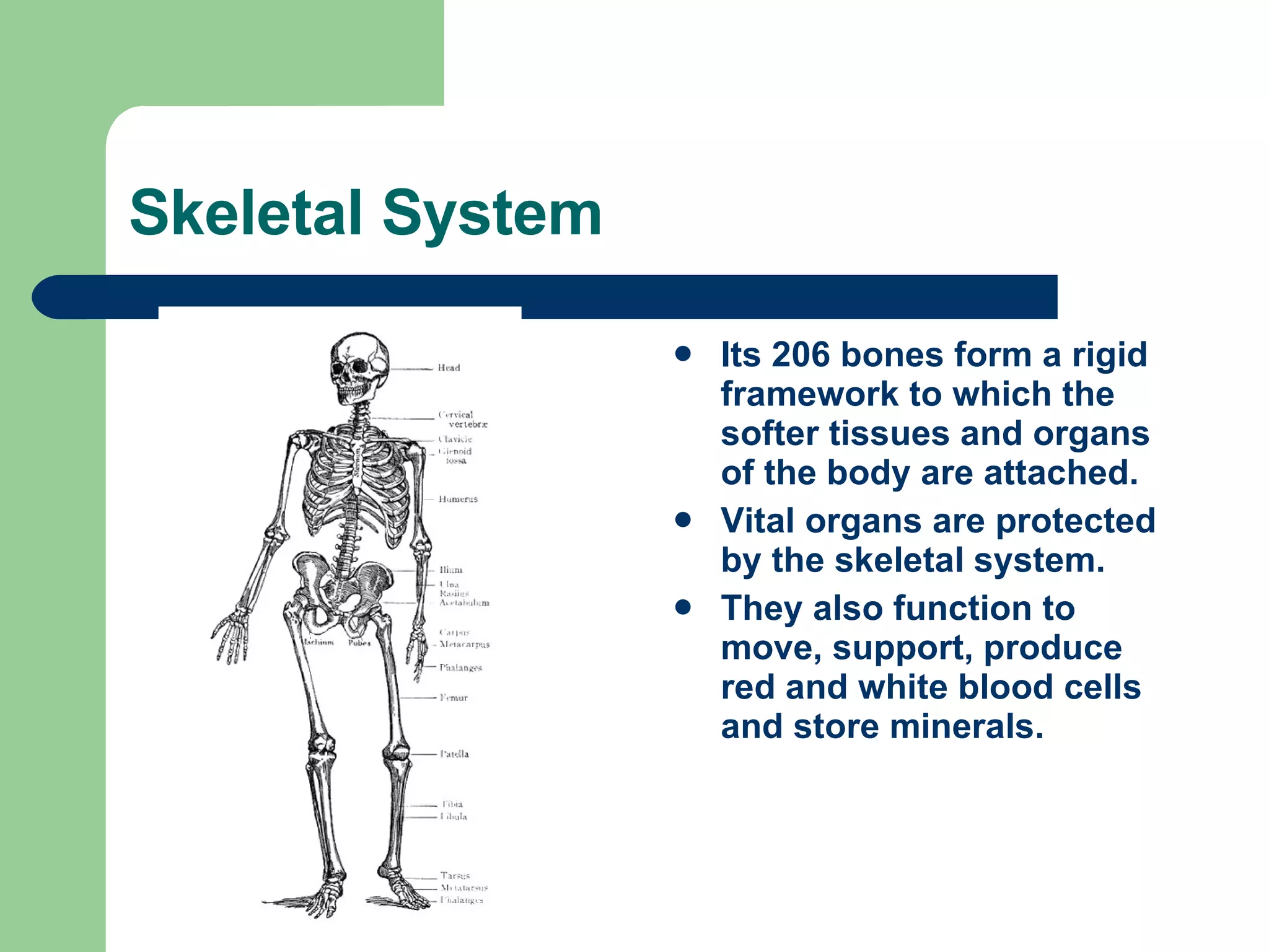 Musculoskeletal System | PPT