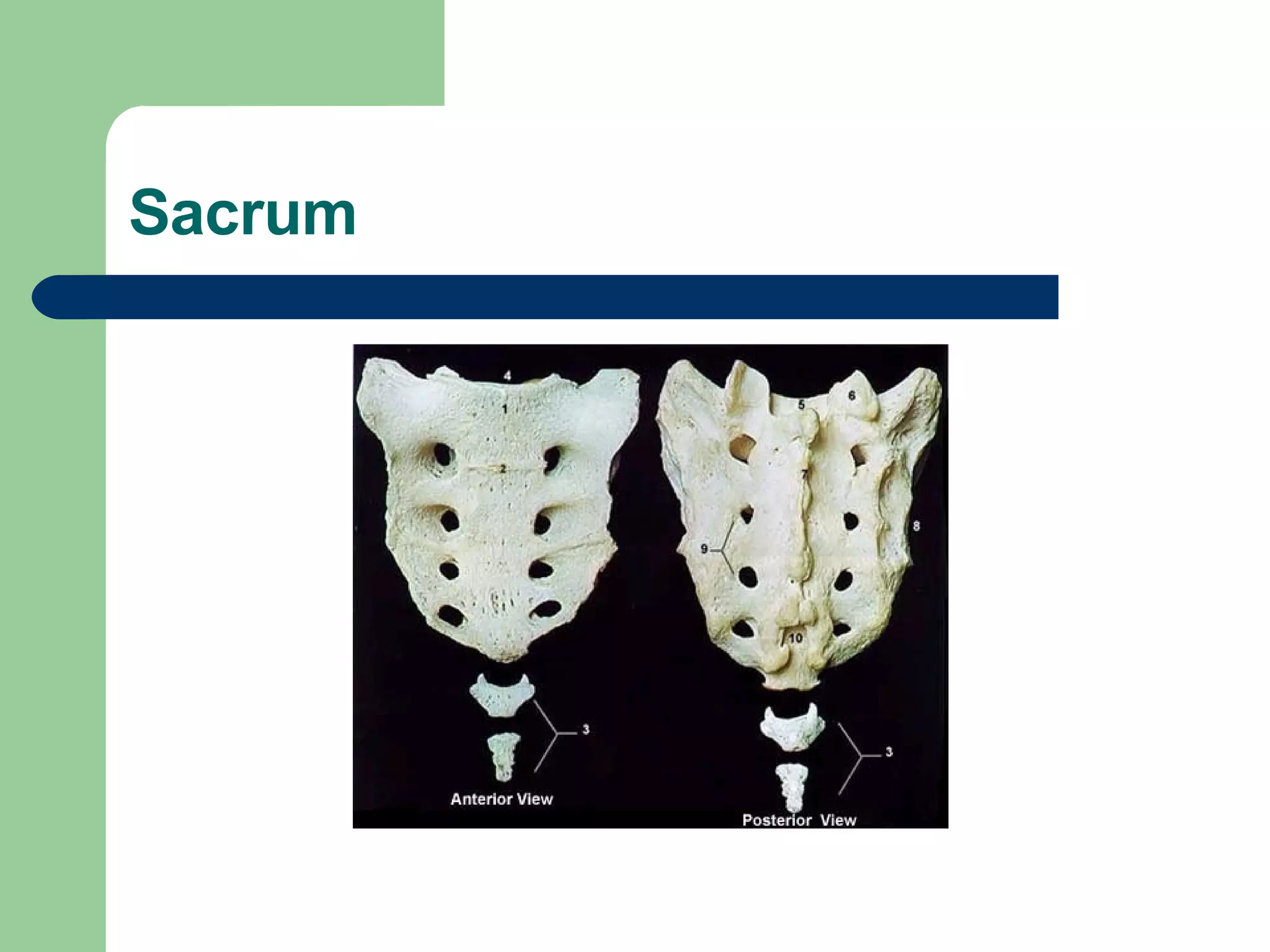 Musculoskeletal System | PPT