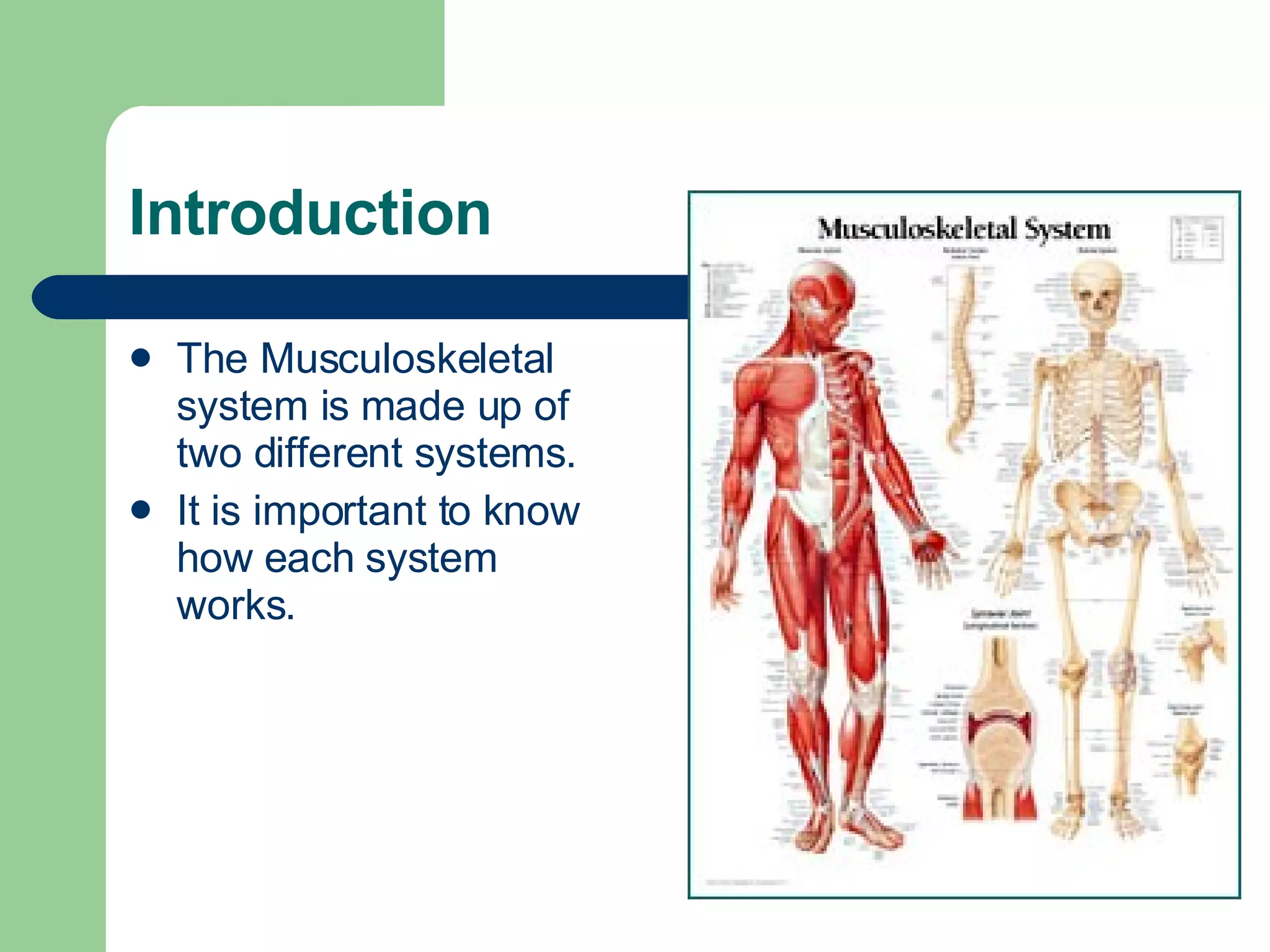Musculoskeletal System | PPT