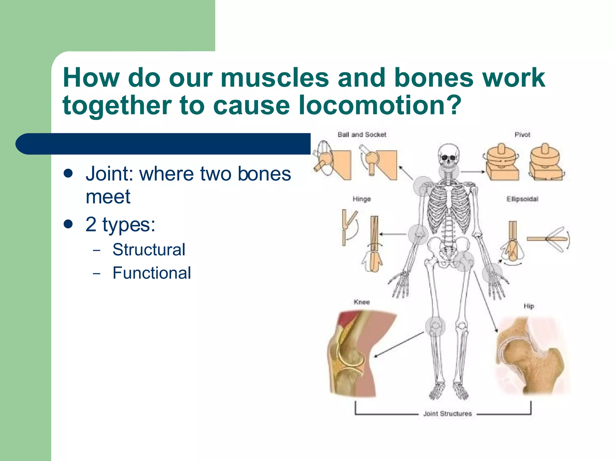 Musculoskeletal System | PPT