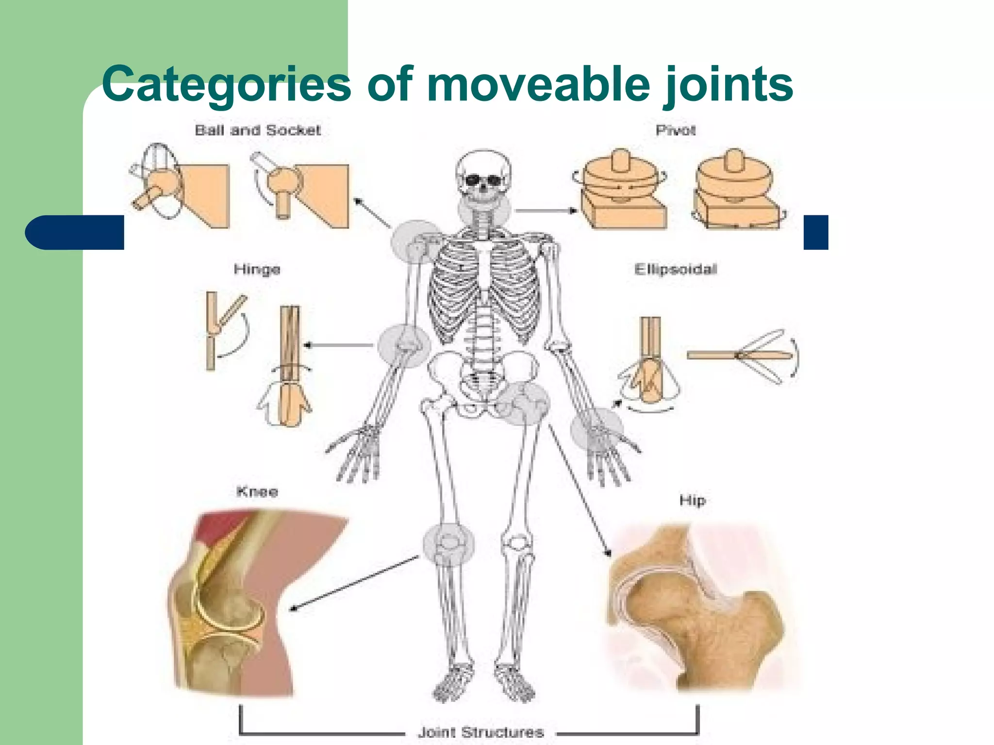 Musculoskeletal System | PPT