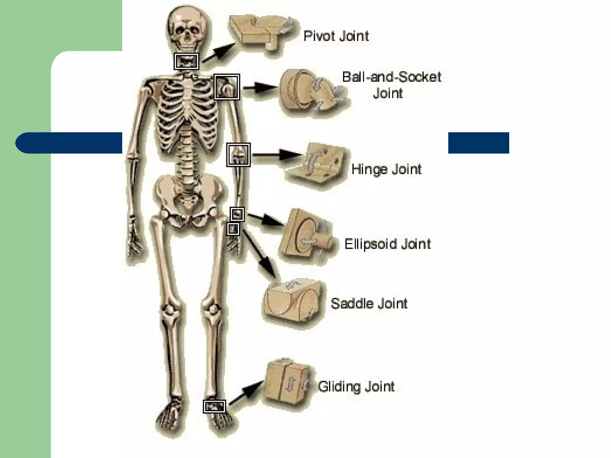 Musculoskeletal System | PPT