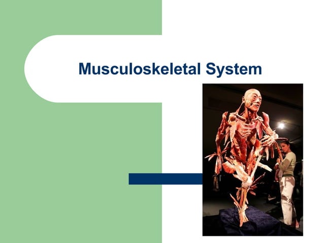 Musculoskeletal System | PPT