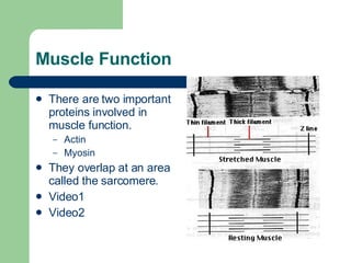 Musculoskeletal System | PPT