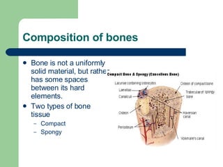 Musculoskeletal System | PPT