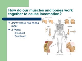 Musculoskeletal System | PPT