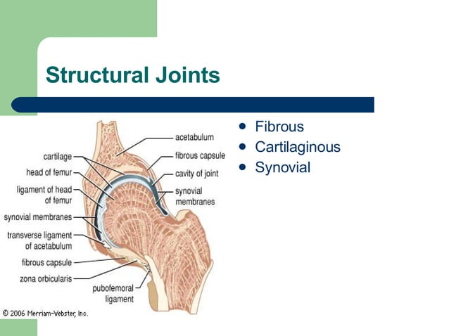 Musculoskeletal System | PPT
