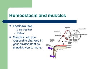 Musculoskeletal System | PPT