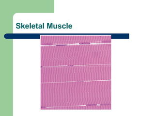 Musculoskeletal System | PPT