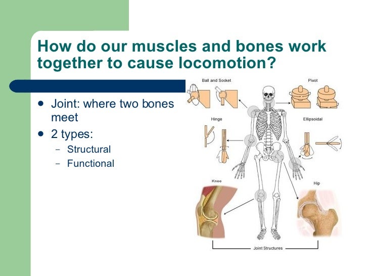 Musculoskeletal System Musculoskeletal System