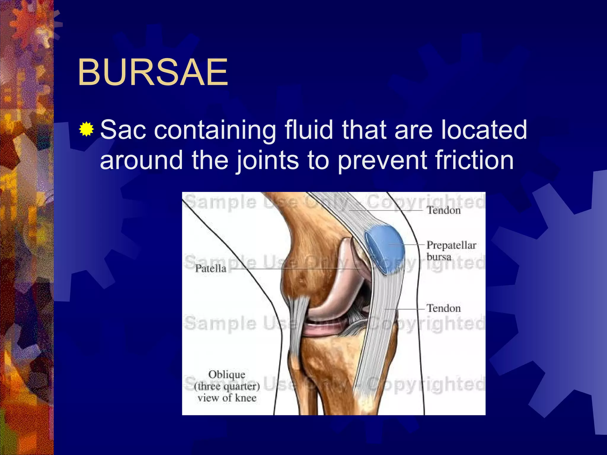 Musculoskeletal System | PPT