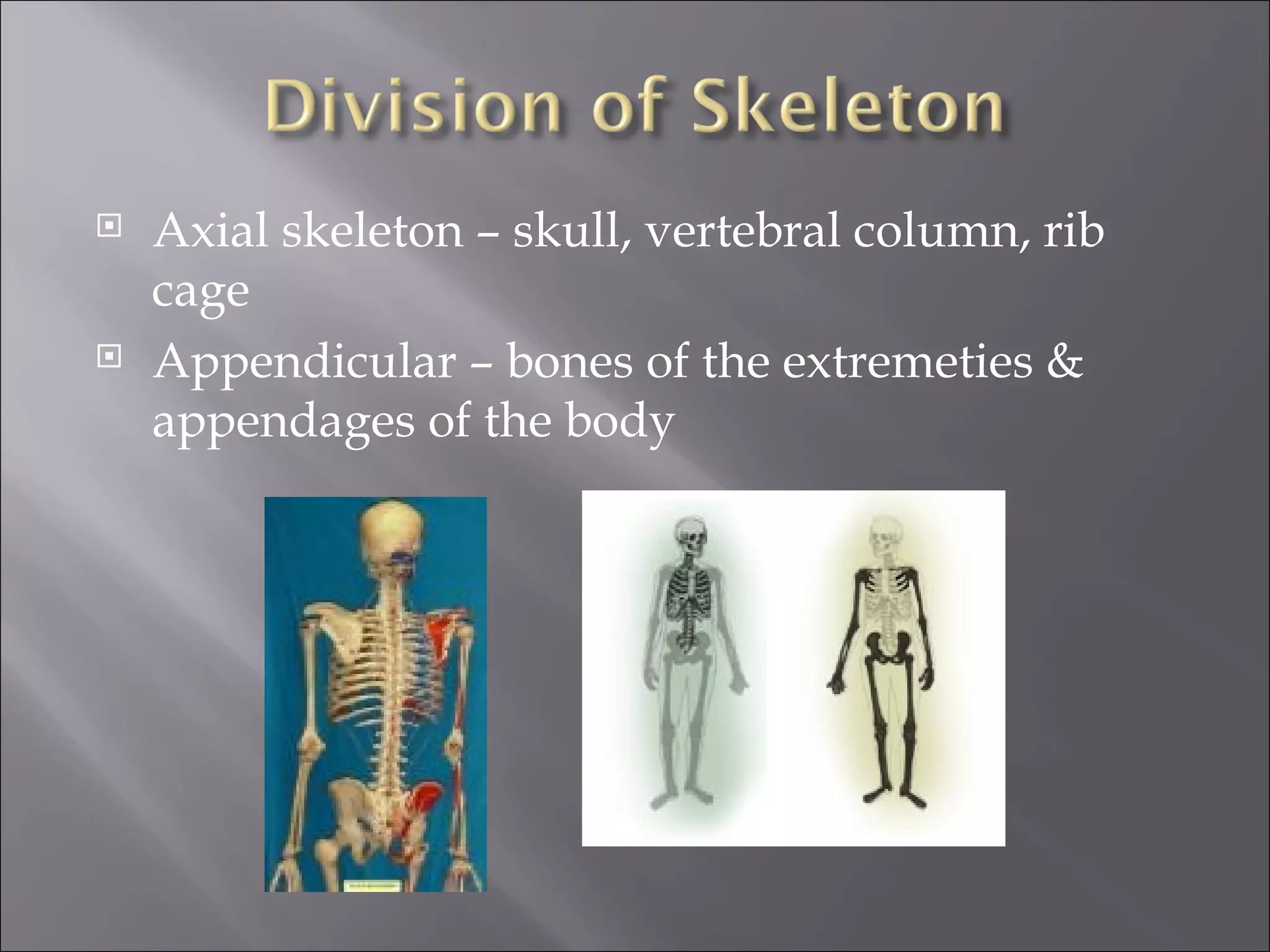 The Musculoskeletal System | PPT