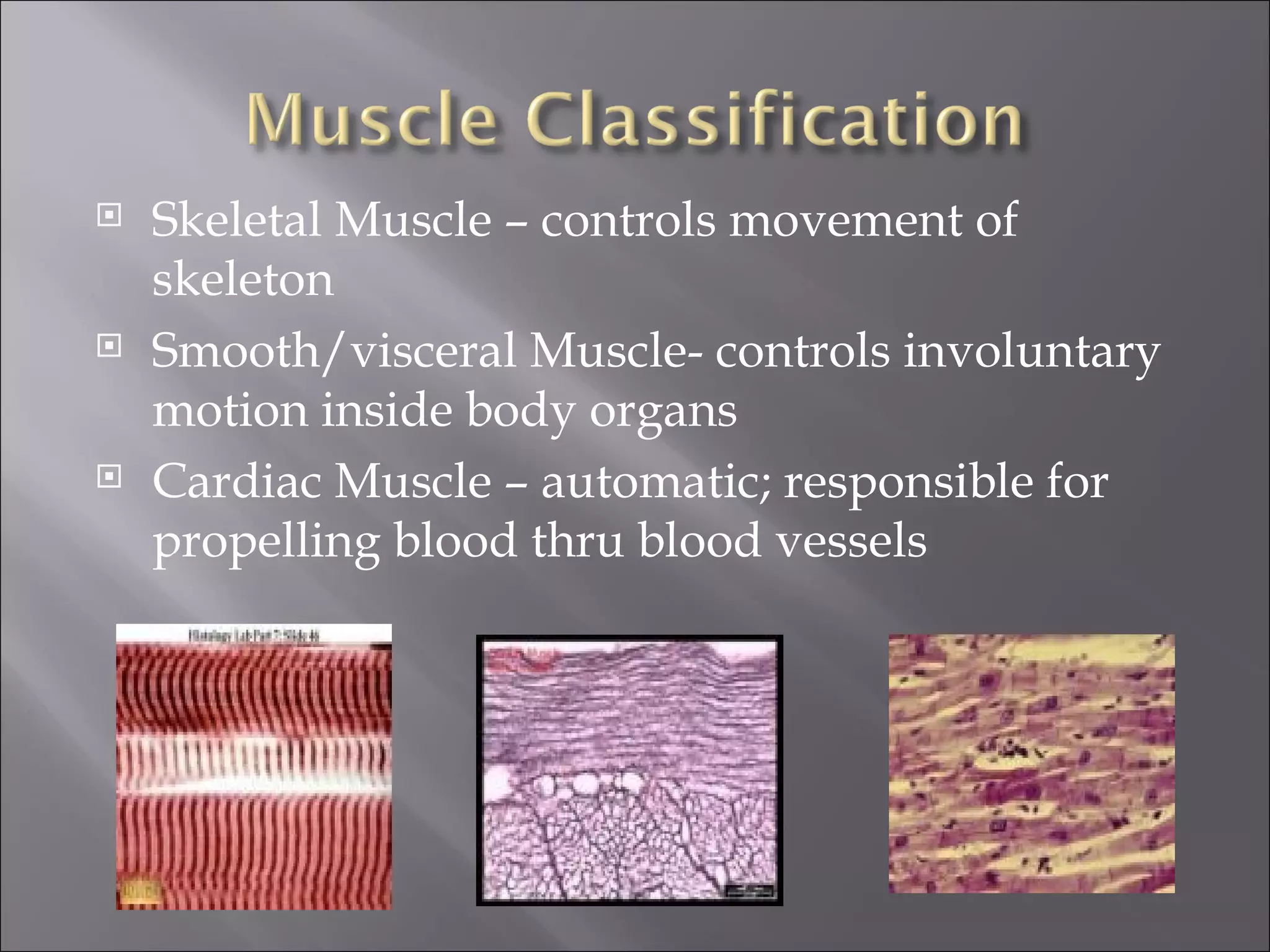 The Musculoskeletal System | PPT