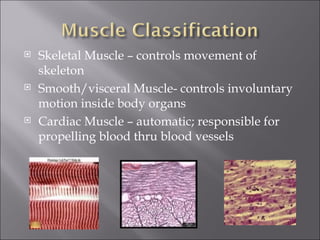 The Musculoskeletal System | PPT