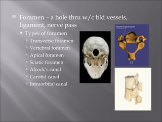 The Musculoskeletal System | PPT