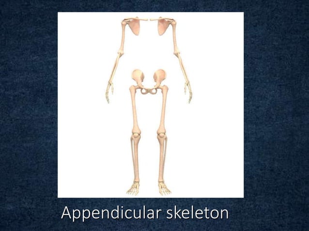 skeletal system | PPT