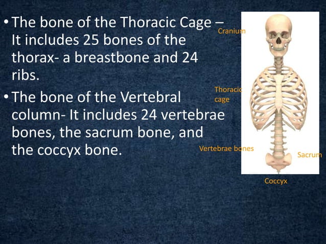 skeletal system | PPT