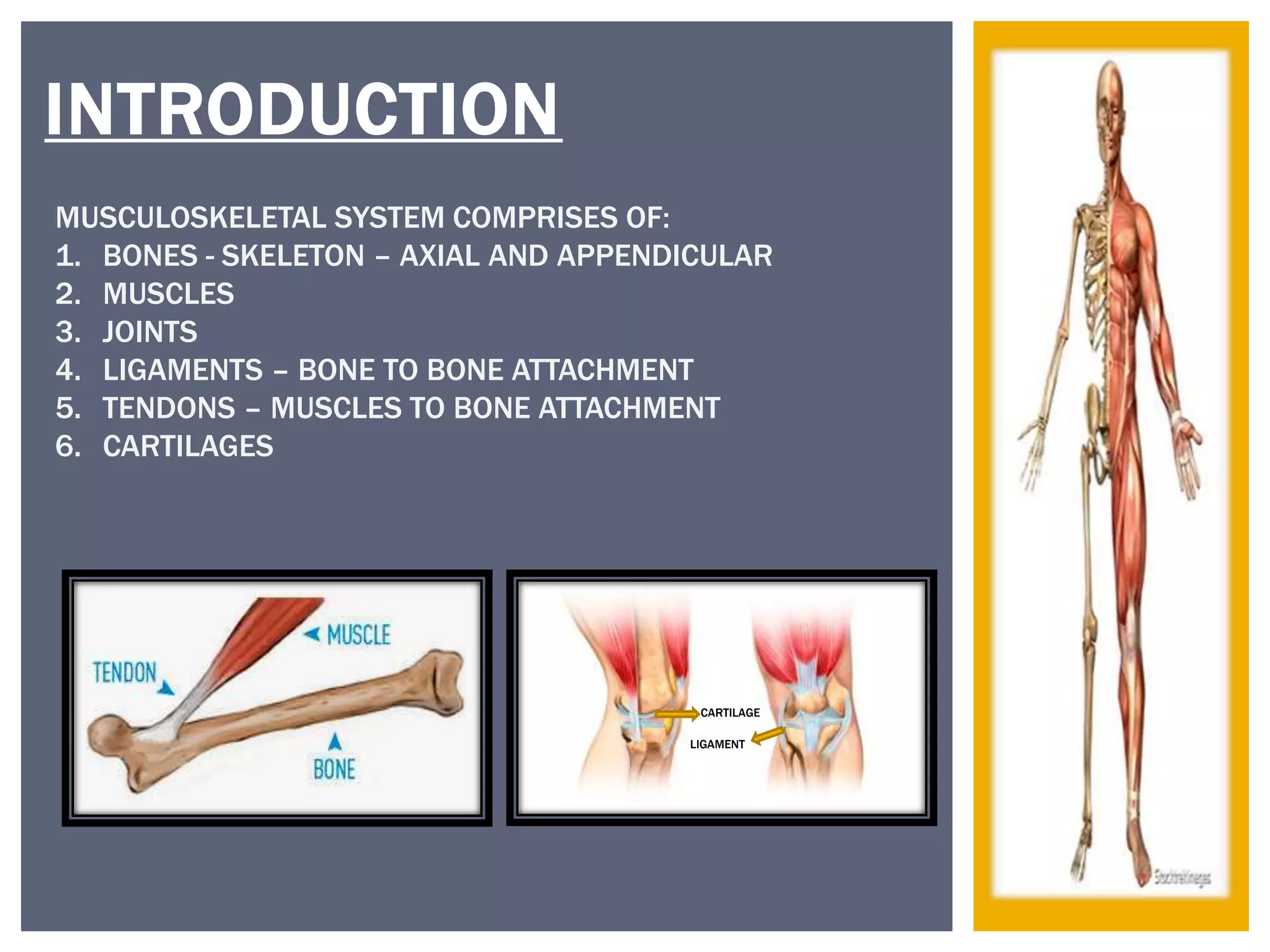 MUSCULOSKELETAL%20SYSTEM.pptx
