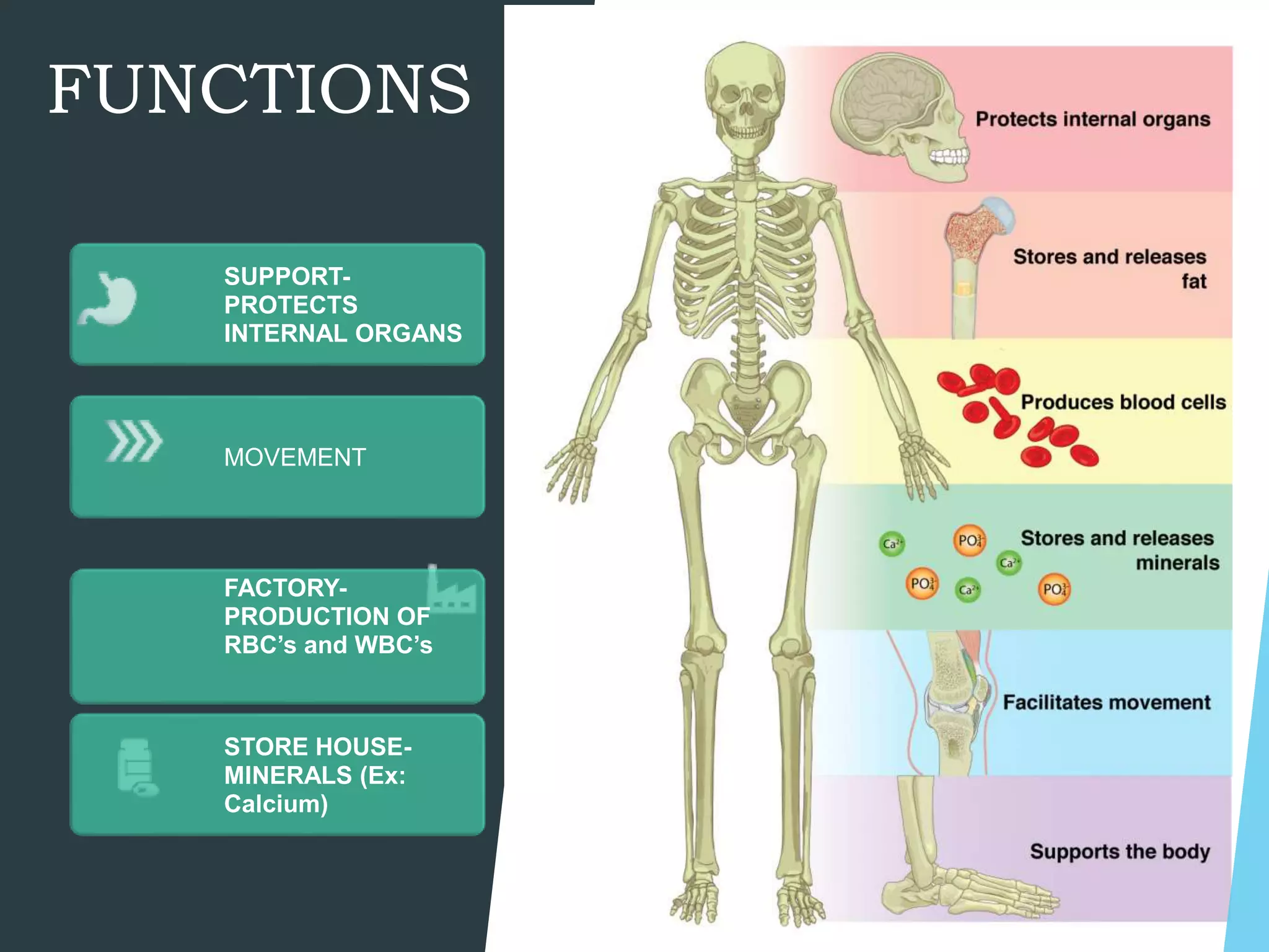 Musculoskeletal assessment | PPTX