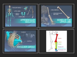 Musculoskeletal assessment | PPTX
